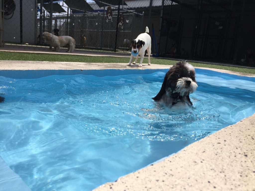 About Us – DogPools Inc